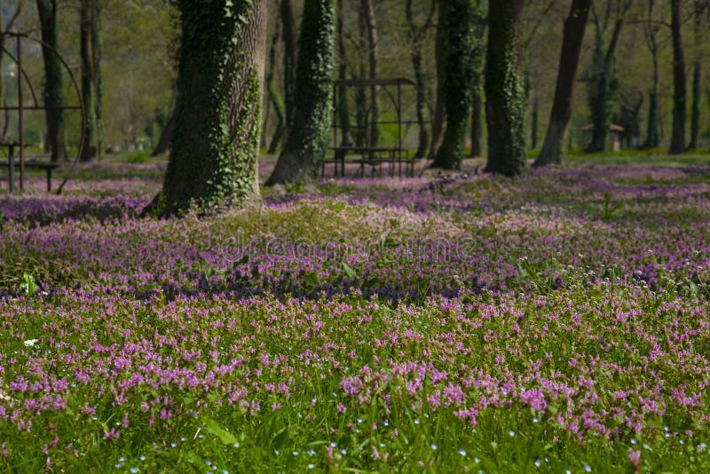 Flower, Woodland, Ecosystem, Plant Picture. Image: 113066907