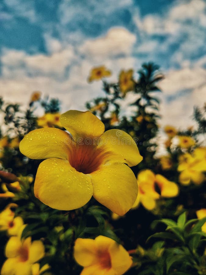 Flower World of Kerala stock image. Image of lily, shrub - 188323353