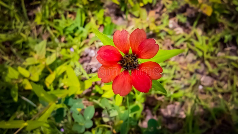 Xenia Flower Stock Photos - Free & Royalty-Free Stock Photos from ...