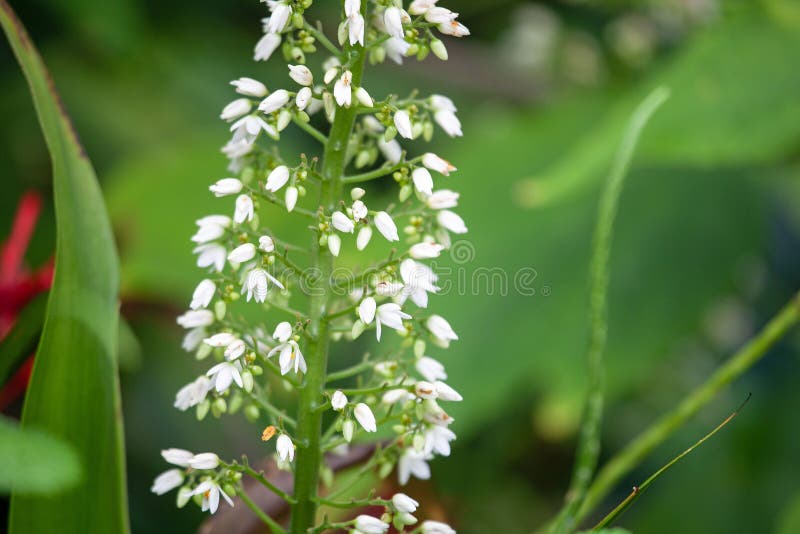 Flower of a Xiphidium Caeruleum Stock Image - Image of botanical ...