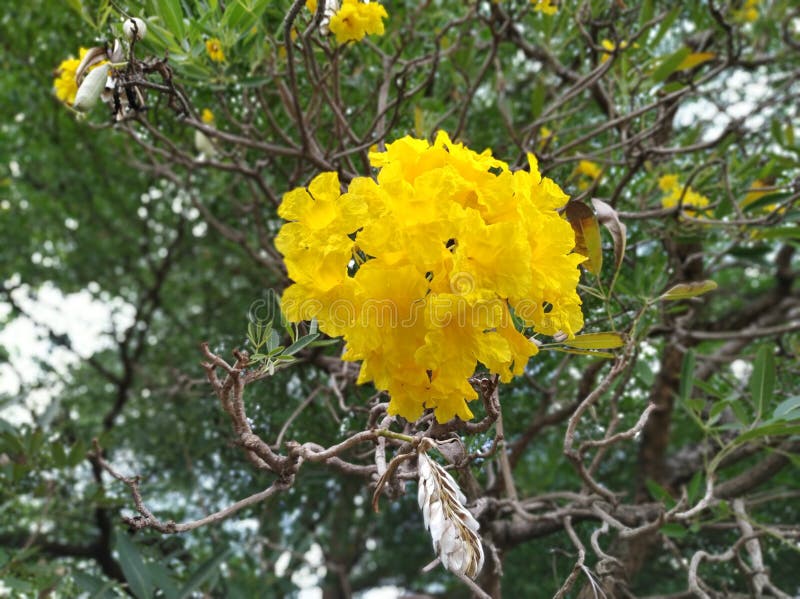 Flower yellow stock photo. Image of green, yello, closeup - 129156554