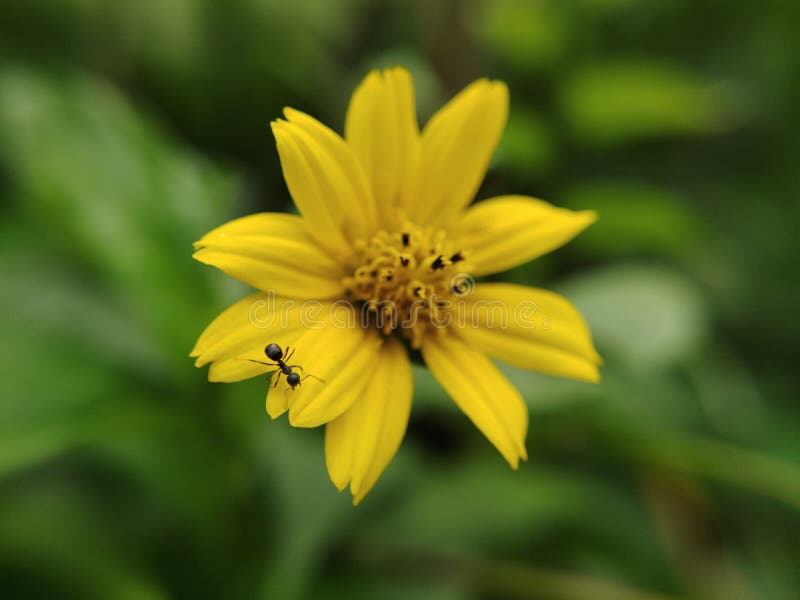 Flower. Yellow Flower. Ant. Bunga. Semut. Stock Photo - Image of flower ...