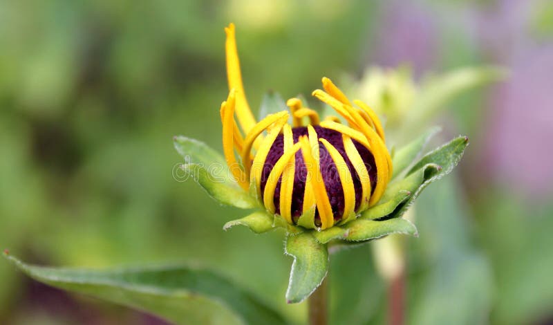 FloWer Yellow Bund Green Nature Stock Photo - Image of yellow, bund ...