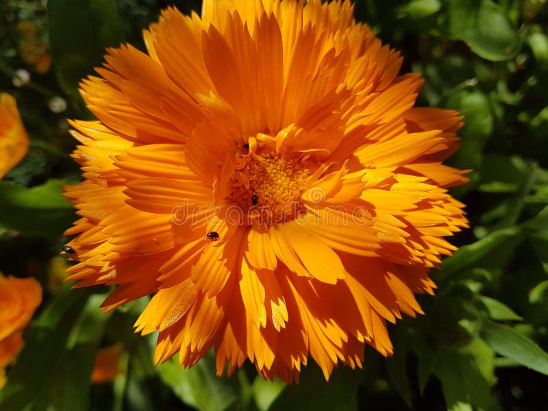 Flower, Yellow, Calendula, Flora Picture. Image: 134765016