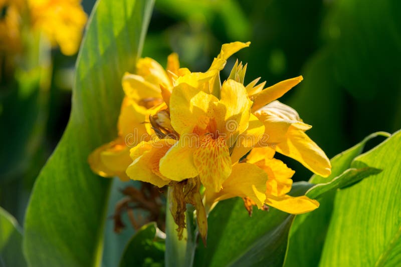 Flower yellow canna stock image. Image of plant, petal - 86222369