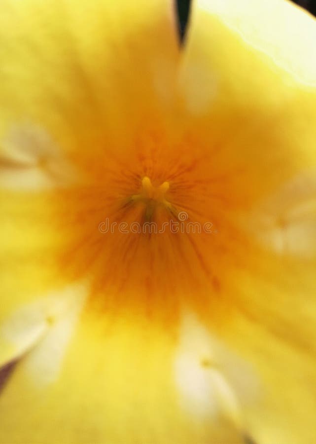 Flower stock image. Image of close, outdoor, flower, yellow - 93092305
