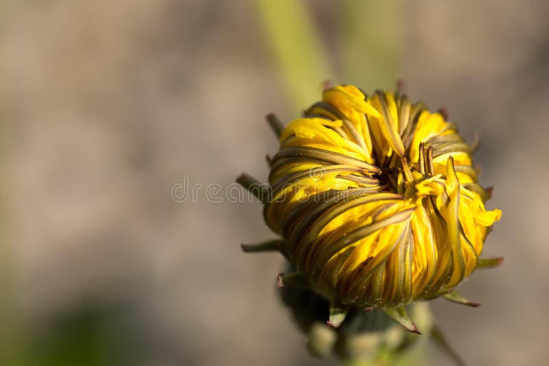 Flower, Yellow, Close Up, Petal Stock Photo - Image of nectar, flower ...