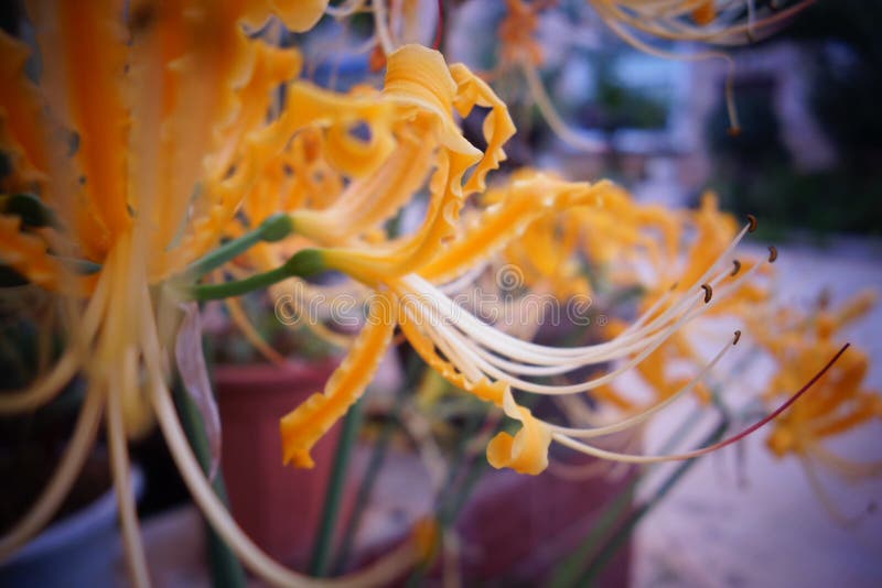 Flower stock image. Image of flower, quietly, yellow - 76562761