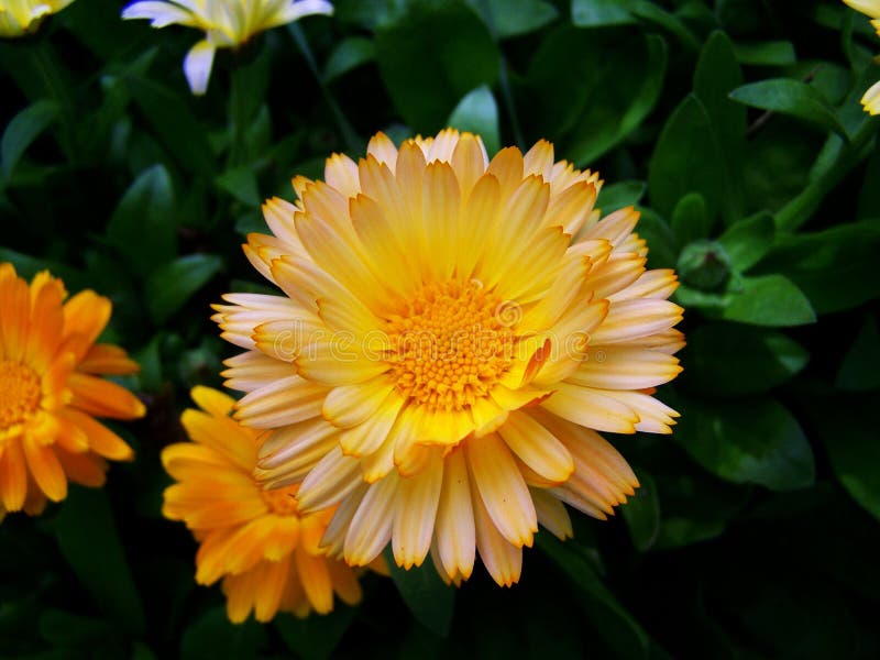 Flower, Yellow, Flora, Plant Stock Photo - Image of chrysanths, flora ...