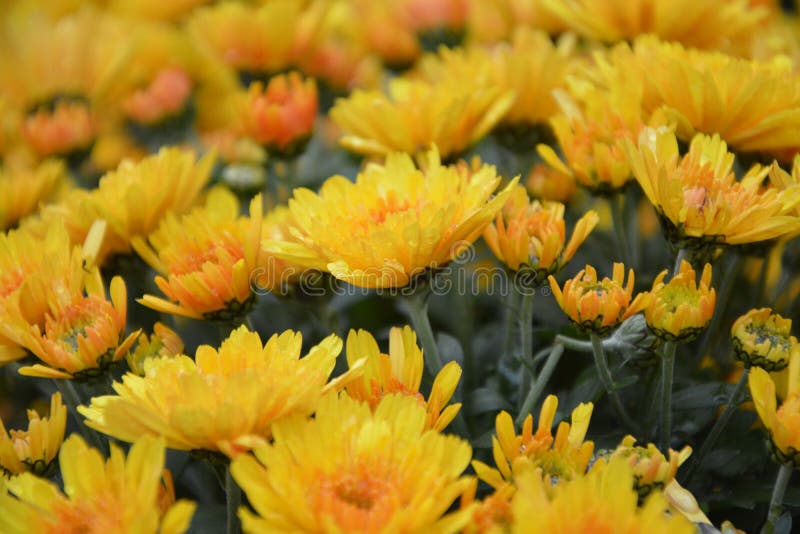 Flower, Yellow, Flowering Plant, Plant Picture. Image: 110461641
