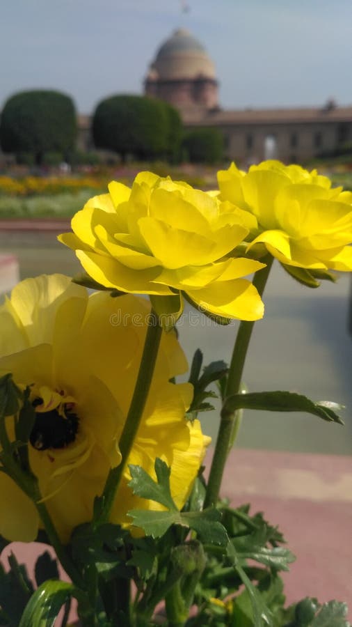 Flower stock photo. Image of inside, yellow, flower - 116589294