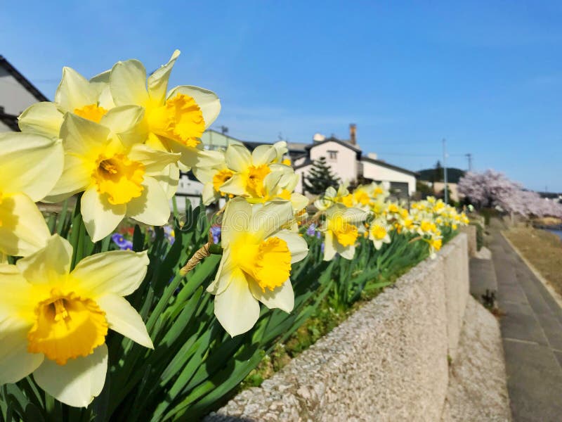 Flower stock photo. Image of ishikawa, japan, prefektur - 219692846