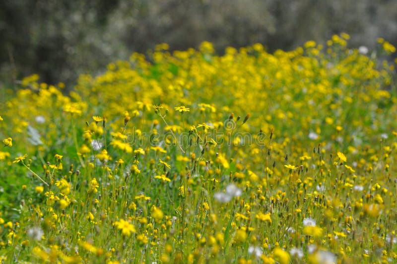 Flower, Yellow, Meadow, Flora Stock Image - Image of grass, flora ...