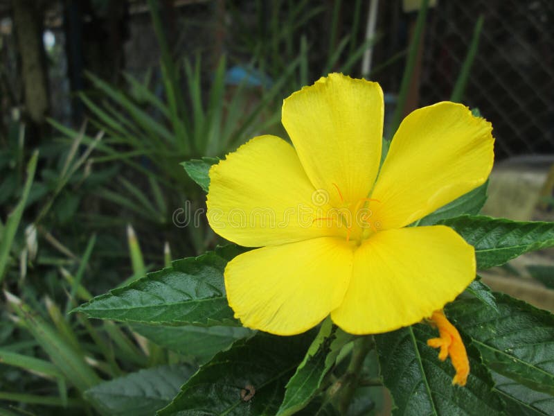Flower stock photo. Image of yellow, morning, neture - 123608562