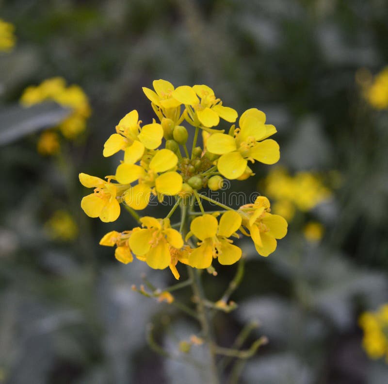 Flower Yellow Mustard Plant Stock Image - Image of yellow, plant: 236513719