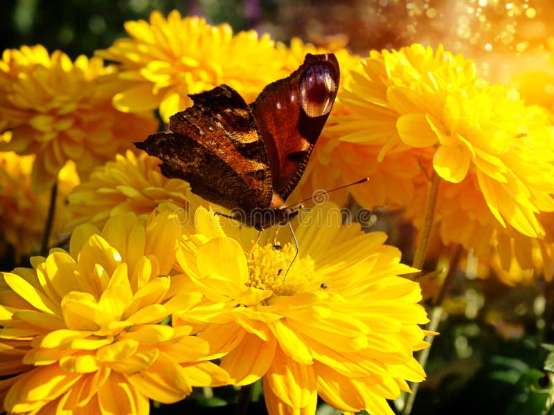 Flower, Flora, Insect, Nectar Picture. Image: 133773511