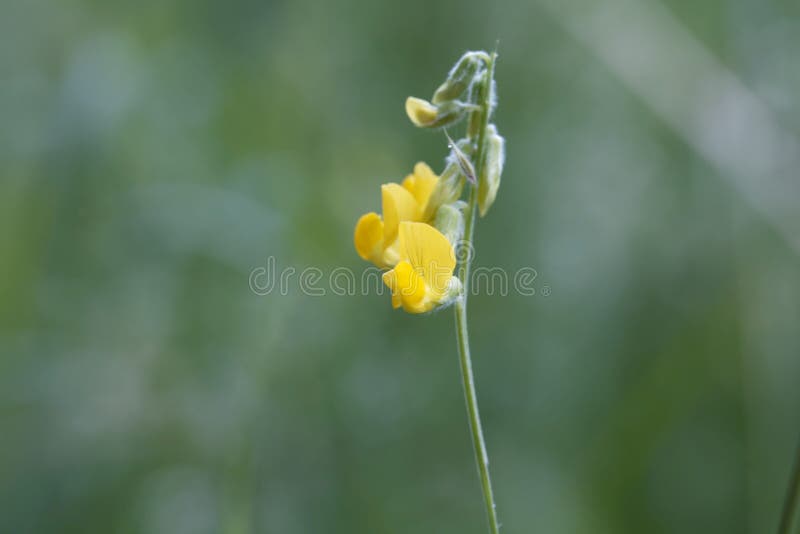Flower of a Yellow Pea, Lathyrus Pratensis Stock Photo - Image of park ...