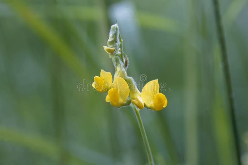 Flower of a Yellow Pea, Lathyrus Pratensis Stock Photo - Image of ...