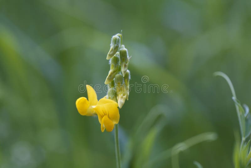 Flower of a Yellow Pea, Lathyrus Pratensis Stock Image - Image of ...