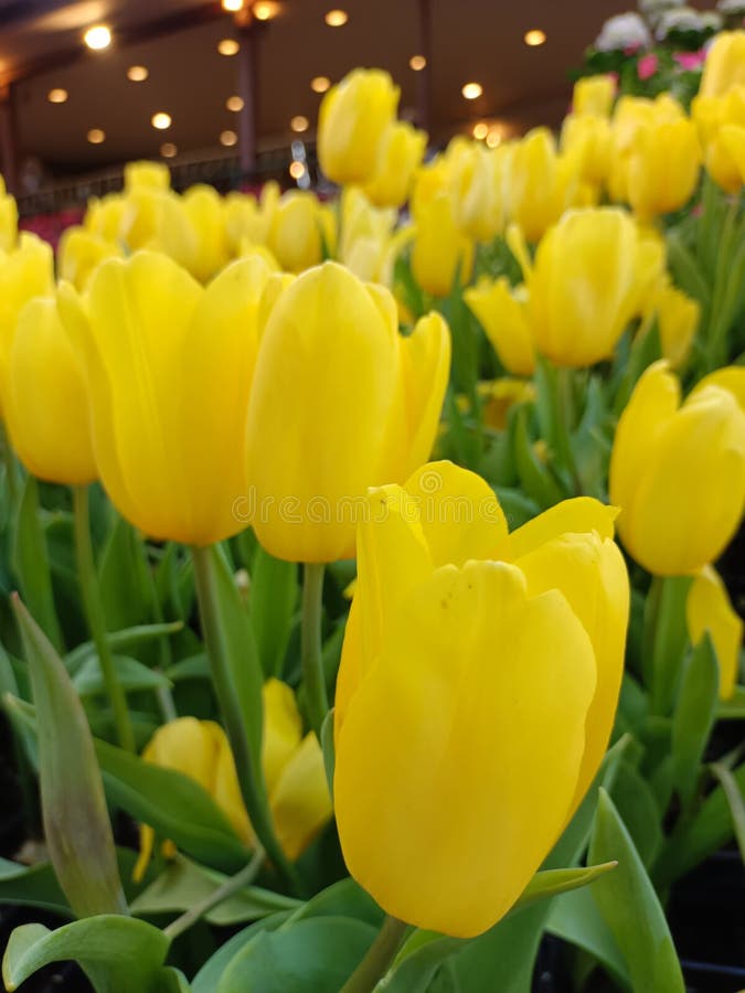 Flower yellow plant stock photo. Image of yellow, leaf - 249566676