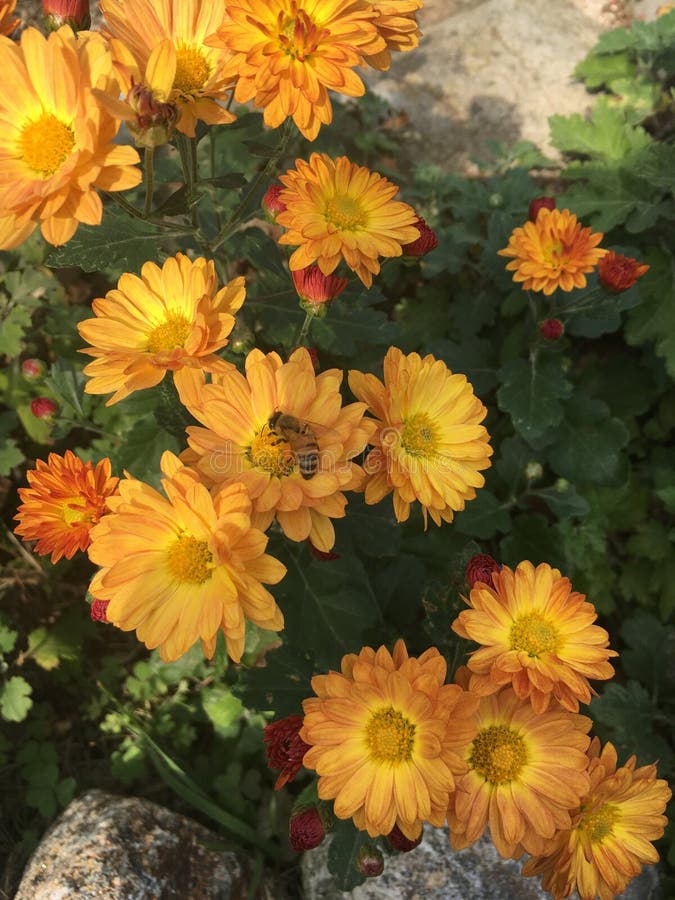 Flower, Yellow, Plant, Calendula Picture. Image: 134765006