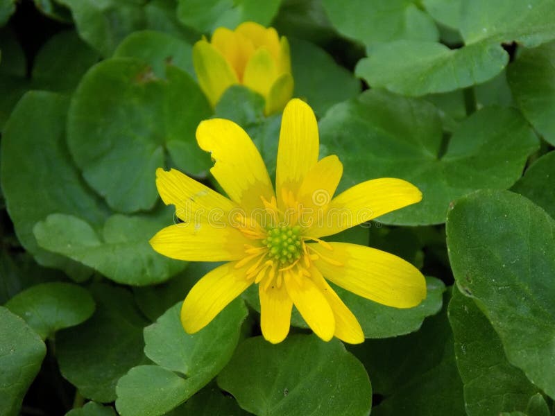 Flower, Yellow, Plant, Flora Stock Image - Image of wildflower ...