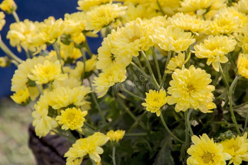 Flower, Yellow, Plant, Flowering Plant Picture. Image: 109022431