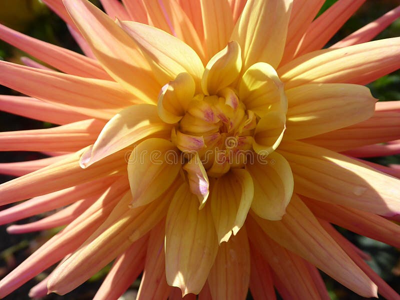 Flower, Yellow, Plant, Flowering Plant Stock Image - Image of flora ...