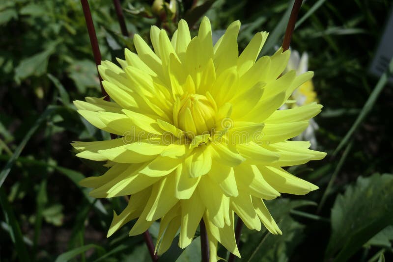 Flower, Yellow, Plant, Flowering Plant Picture. Image: 113240915