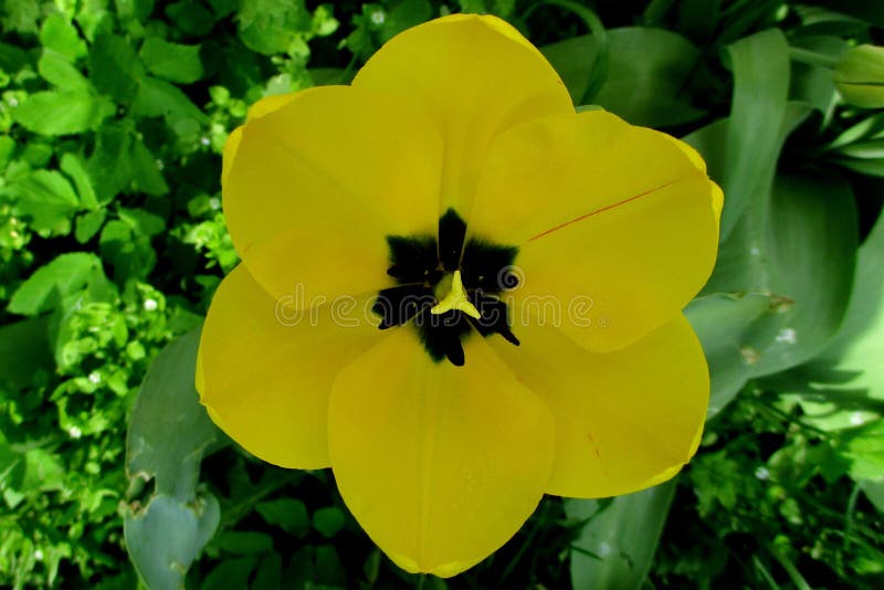 Flower, Yellow, Plant, Flowering Plant Stock Image - Image of tulip ...