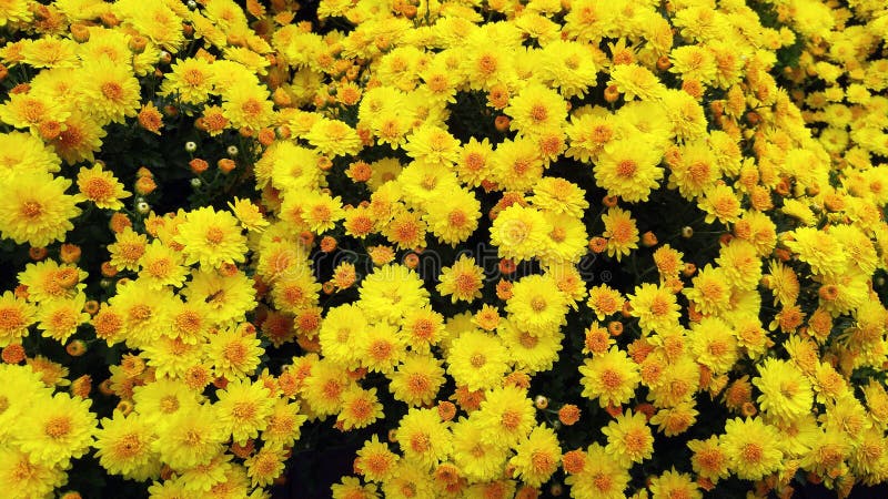 Flower, Yellow, Plant, Flowering Plant Stock Photo - Image of ...
