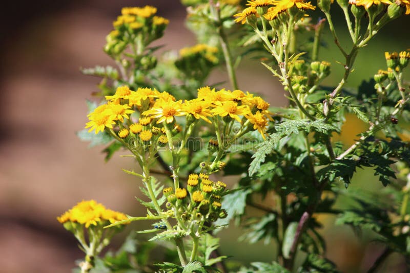 Flower, Yellow, Plant, Tansy Picture. Image: 112840769