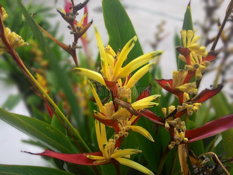 Flower yellow and red stock photo. Image of white, flower - 79148984