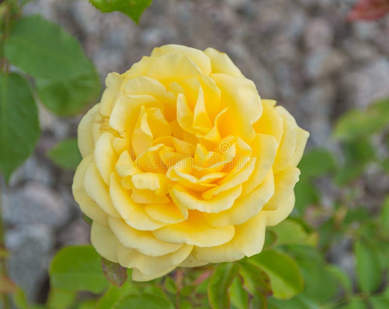On Live Stem of Yellow Rose . Stock Photo - Image of holiday, beauty ...