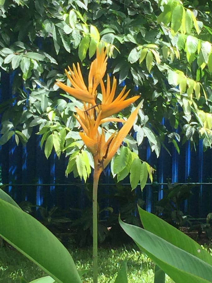 Glower stock image. Image of expressions, healthy, children - 3910505