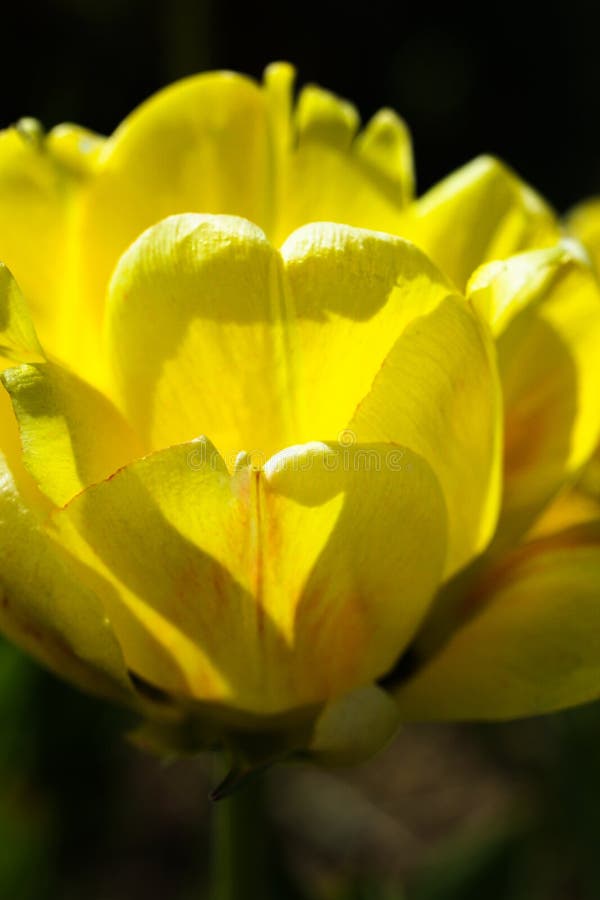 Flower Tulpin Stock Photos - Free & Royalty-Free Stock Photos from ...