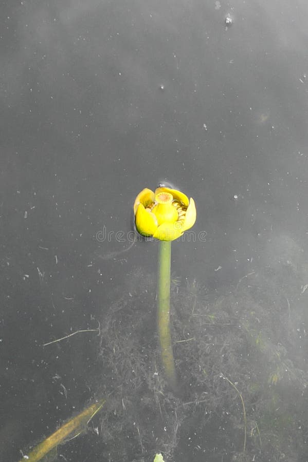Flower of Yellow Water Lily Stock Photo - Image of floral, lake: 93791124