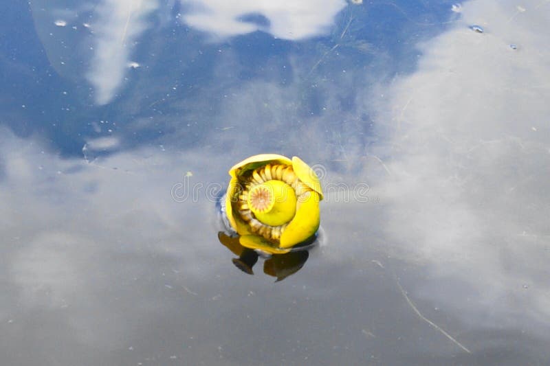 Flower of Yellow Water Lily Stock Image - Image of reflection, exotic ...