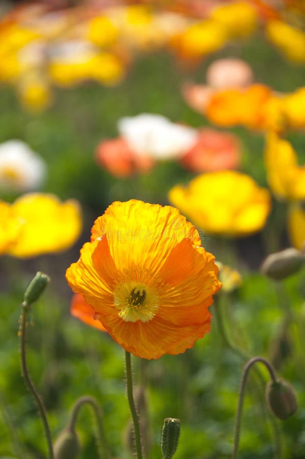 Flower, Yellow, Wildflower, Spring Picture. Image: 99277439