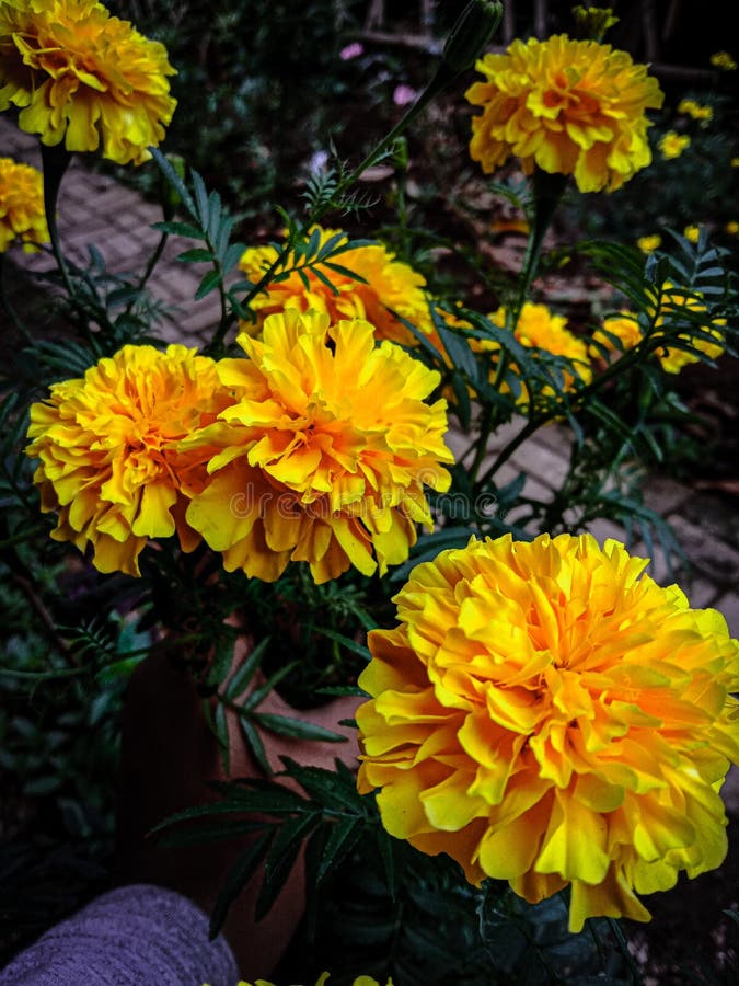 Flower yellow yell garden stock image. Image of garden - 206445185