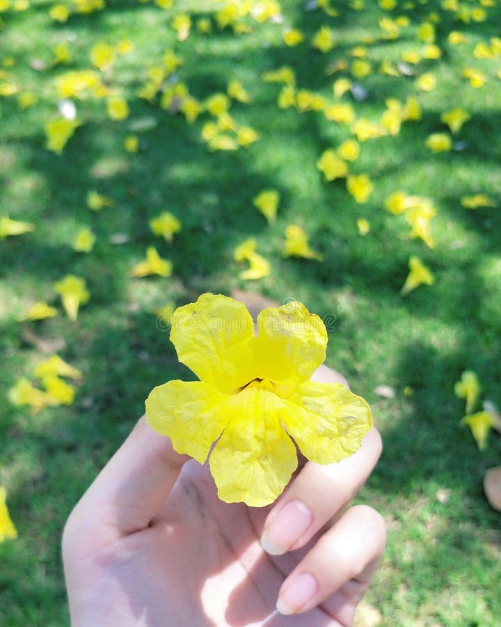 Flower in your hand stock image. Image of hand, falling - 218230977