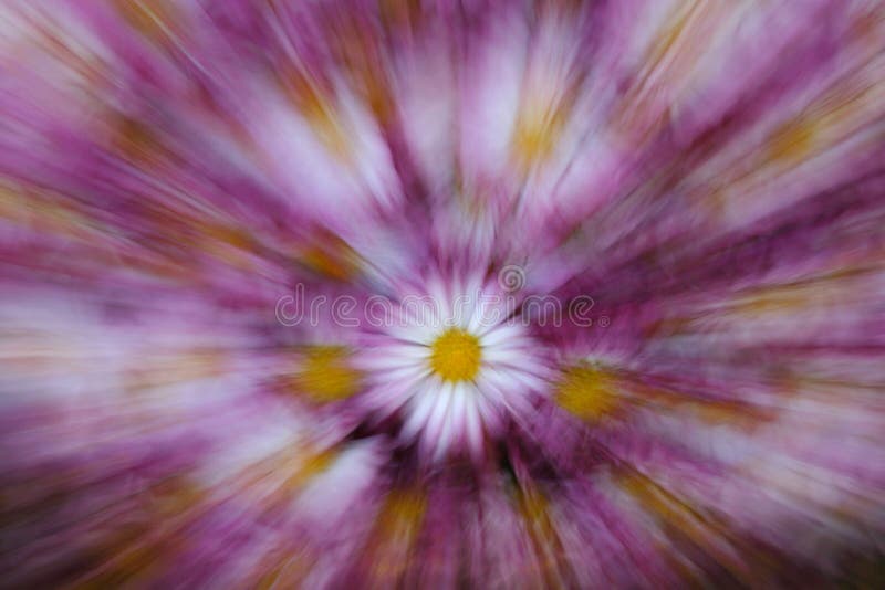 Flower Zoom stock photo. Image of background, color, colorful - 302088