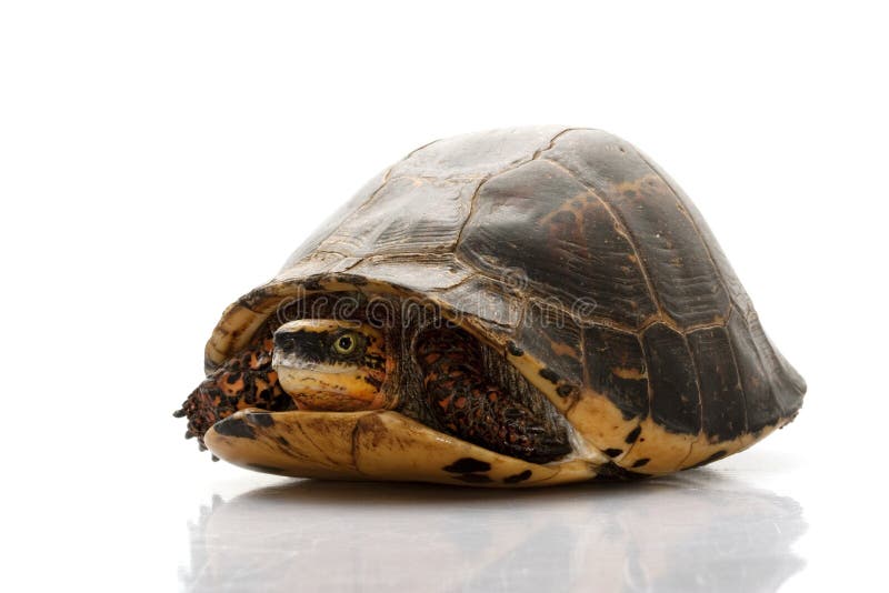 Eastern Box Turtle stock image. Image of scales, herpetology - 19558289