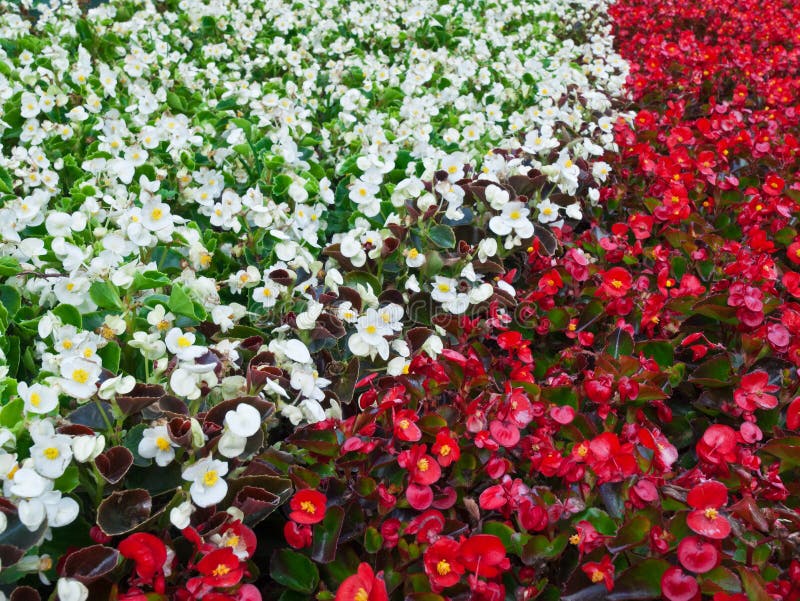 Flowerbed red & white stock photo. Image of blossoming - 160406