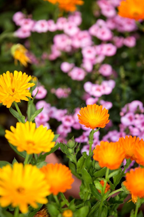 Flowerbed with calendula stock image. Image of colorful - 72764575