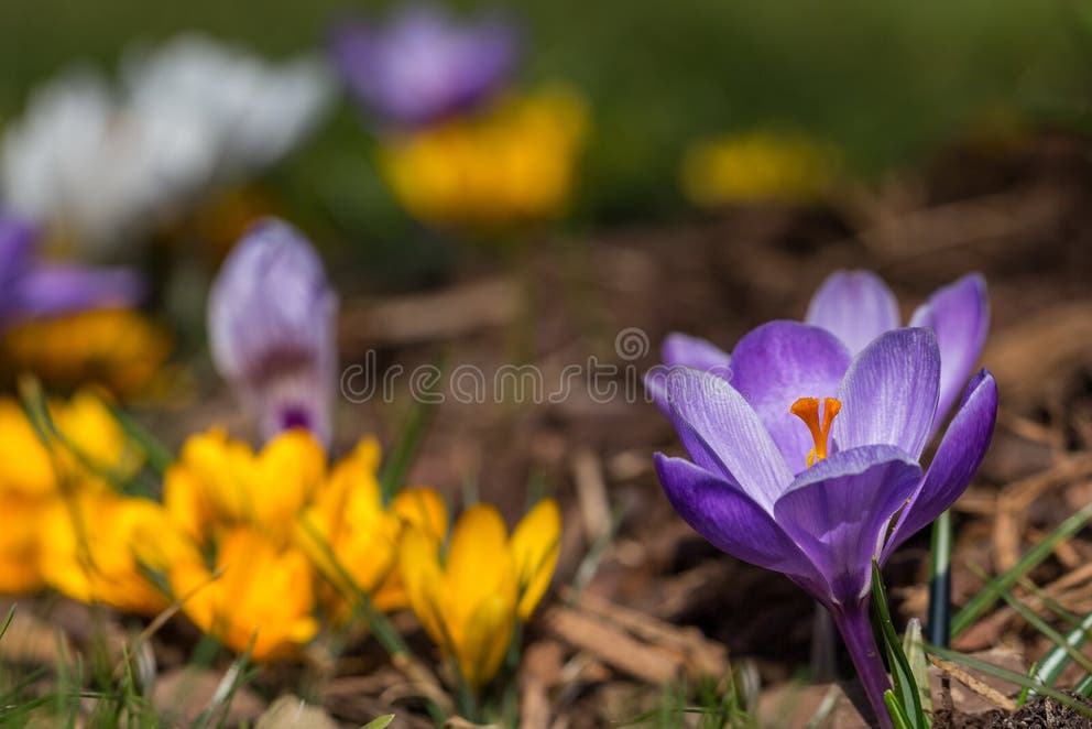 Crocus Flowerbed of Colorful Sprin Crocus Stock Image - Image of floral ...