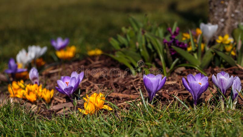 Flowerbed of crocus stock photo. Image of botanic, blooming - 52004882