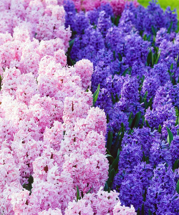 Flowerbed with Many-colored Hyacinths Stock Image - Image of flowerbed ...