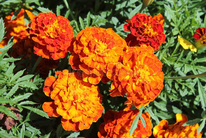Flowerbed with Orange Mexican Marigold Flowers Stock Image - Image of ...