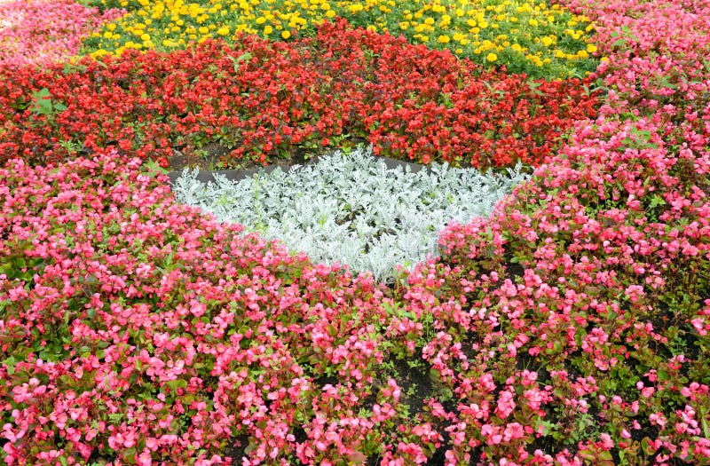 Flowerbed with Red Flowers. Stock Image - Image of background, nature ...